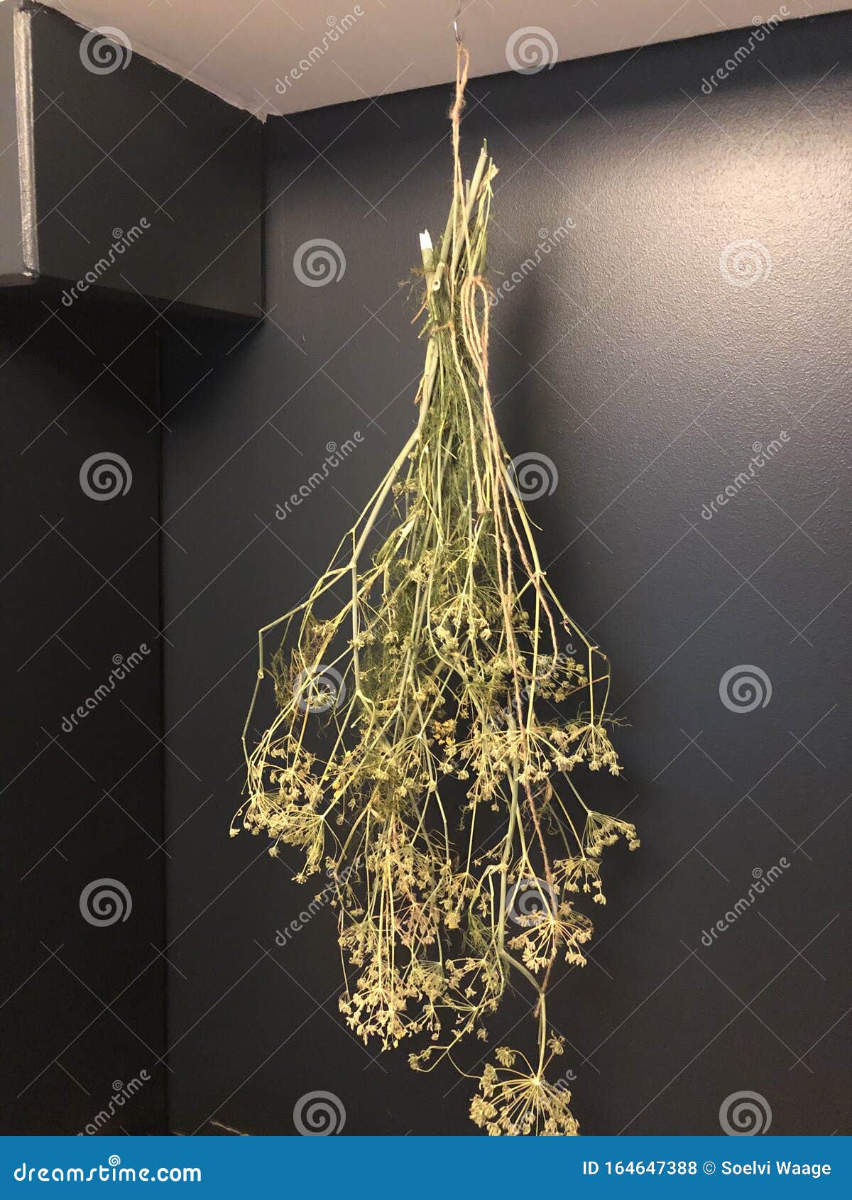 Interior Decoration, Dried Flowers Stock Photo - Image of decoration ...
