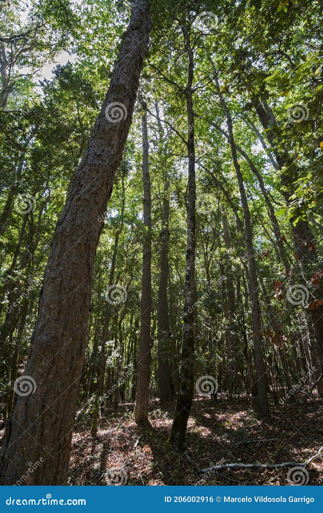 Old Native Trees in the Forest Stock Photo - Image of autochthonous ...