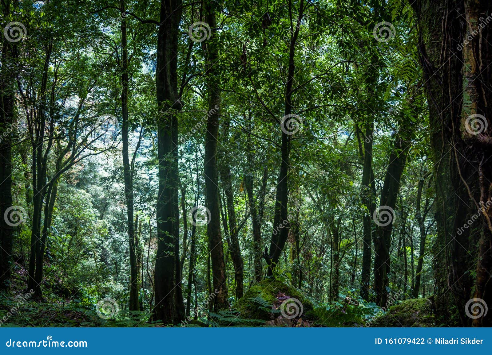 Forest Landscape, Sikkim, India Stock Photo - Image of indian, lush ...