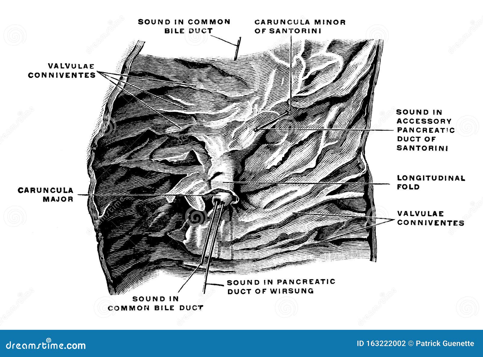 Interior of Duodenum, Vintage Illustration Stock Vector - Illustration ...