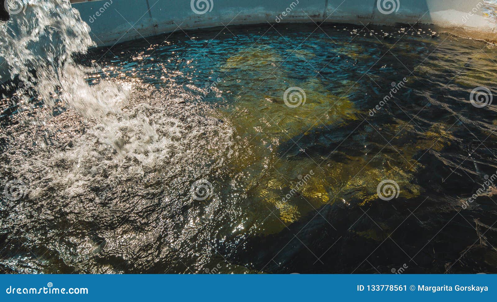 Interior Of A Fish Processing Factory. Female Workers Packing Filleted ...