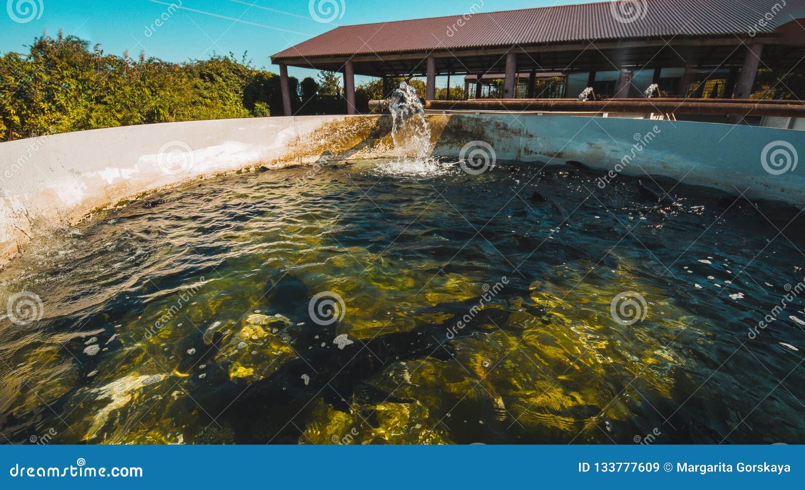 Interior of a Fish Processing Factory. Female Workers Packing Filleted ...