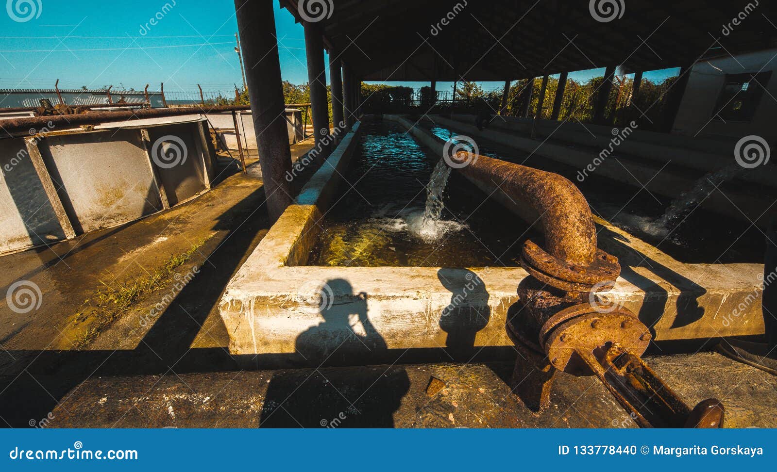 Interior of a Fish Processing Factory. Female Workers Packing Filleted ...