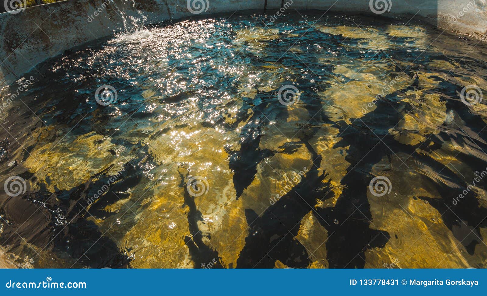 Interior of a Fish Processing Factory. Female Workers Packing Filleted ...