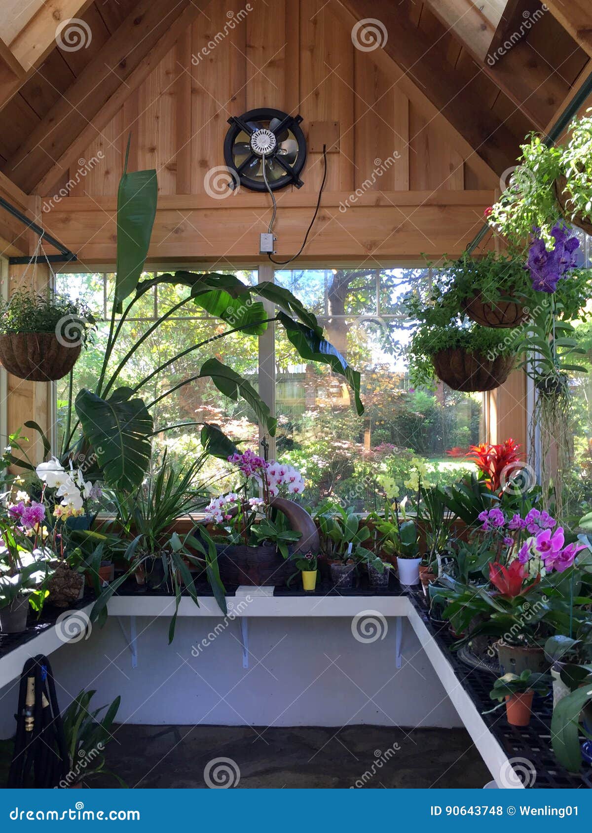 Interior of Green House Planting Orchids Stock Photo - Image of ...