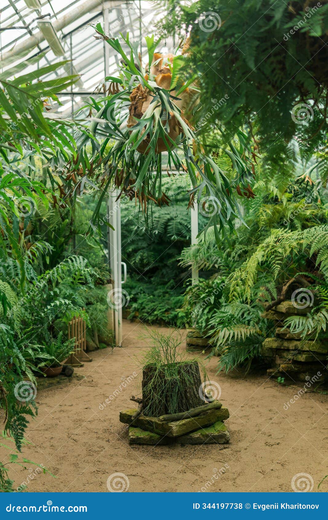 Interior of a Large Greenhouse with a Collection of Ferns Stock ...