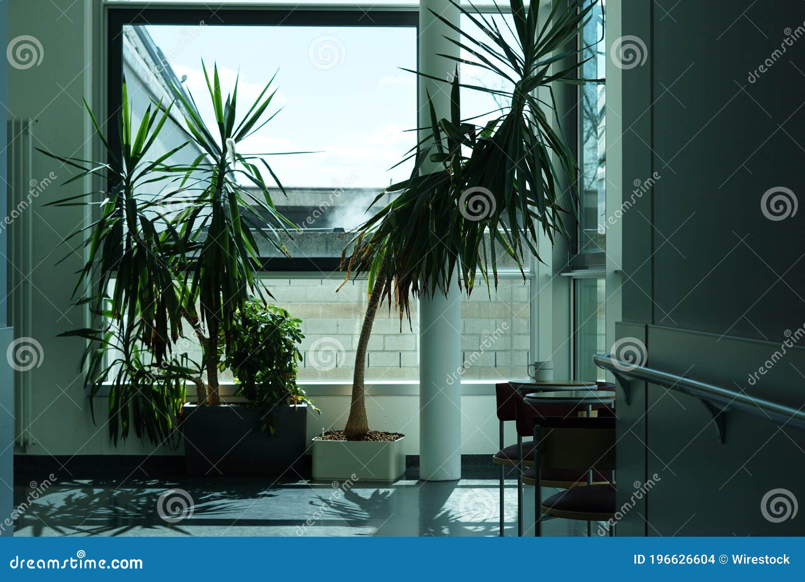 Interior of Modern Office with Palm Trees Stock Photo - Image of tree ...