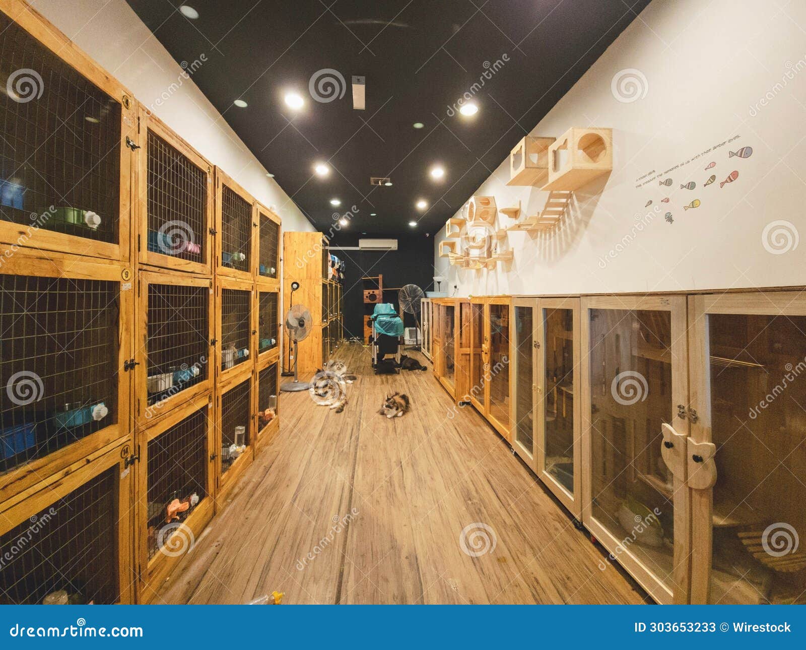 Interior of a Modern Shelter for Cats Editorial Stock Photo - Image of ...