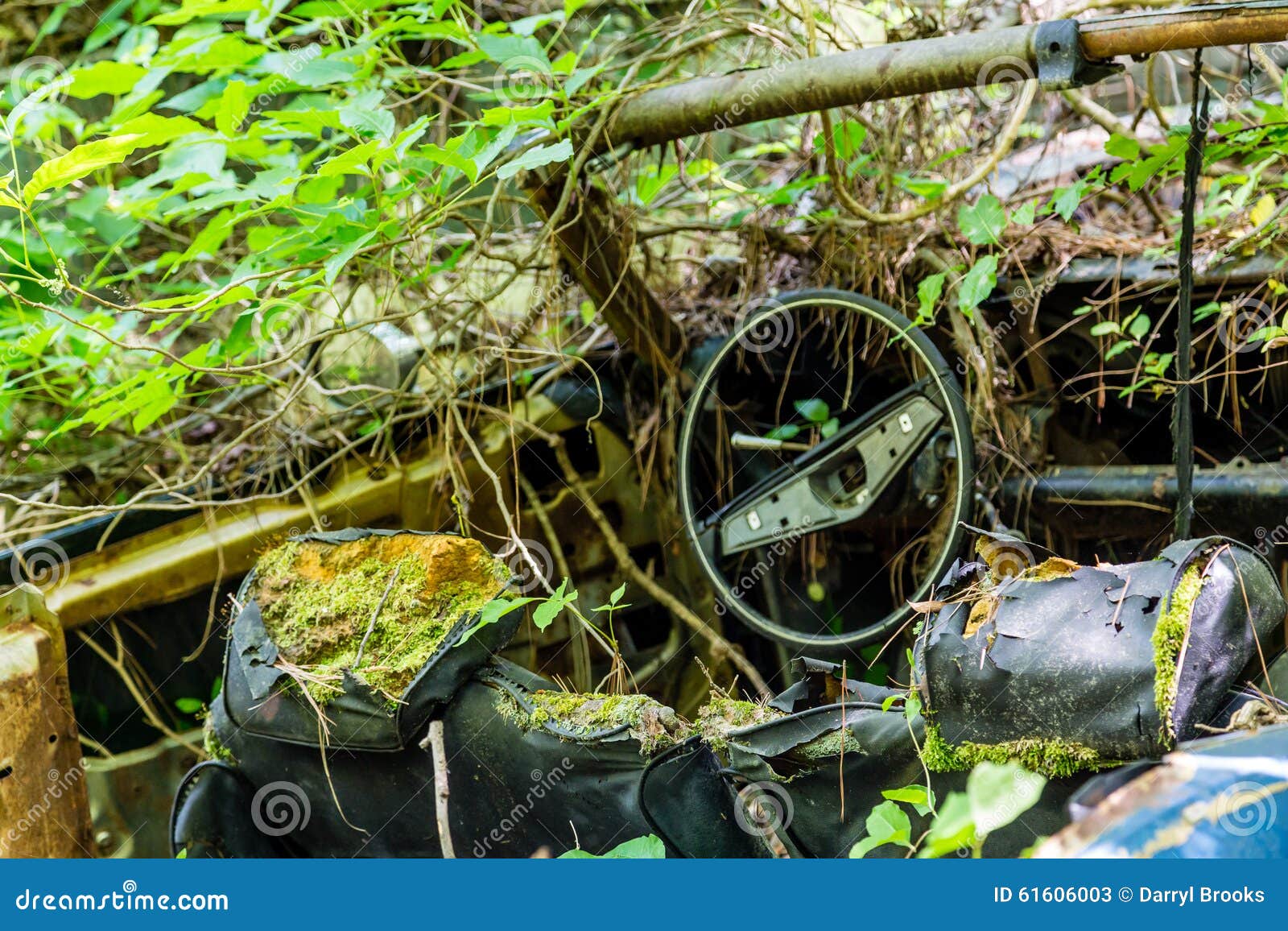 Interior of Old Car Covered with Vines Stock Image - Image of vehicle ...