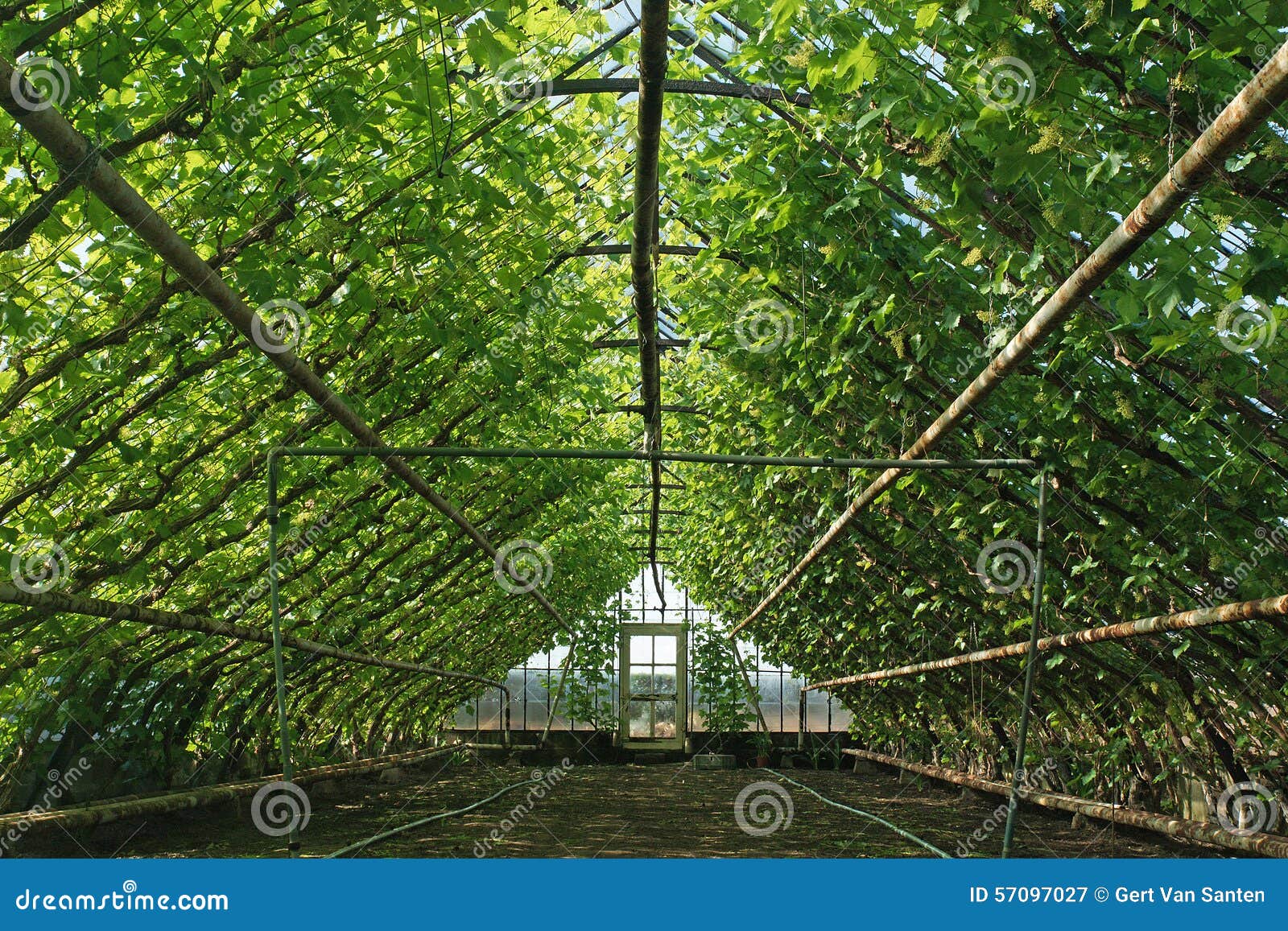 Interior of an Old Dutch Grape Greenhouse Stock Image - Image of museum ...