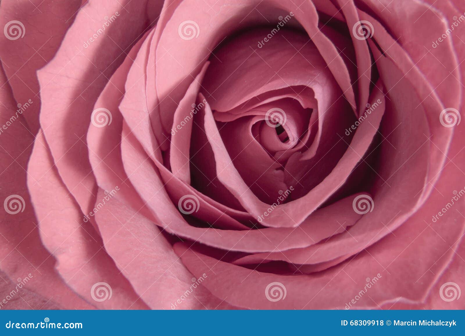 Interior of rose flower stock photo. Image of background - 68309918