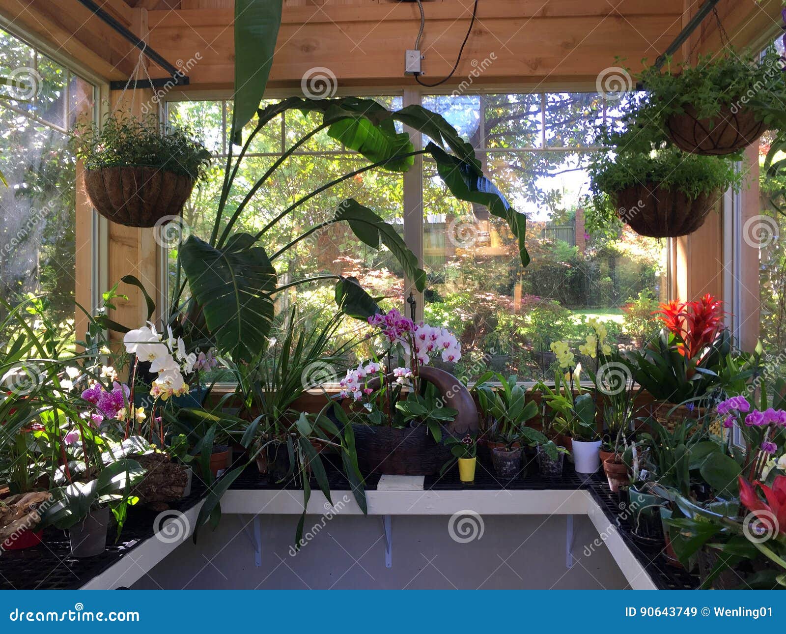 Interior of Small Green House Planting Orchids Stock Image - Image of ...