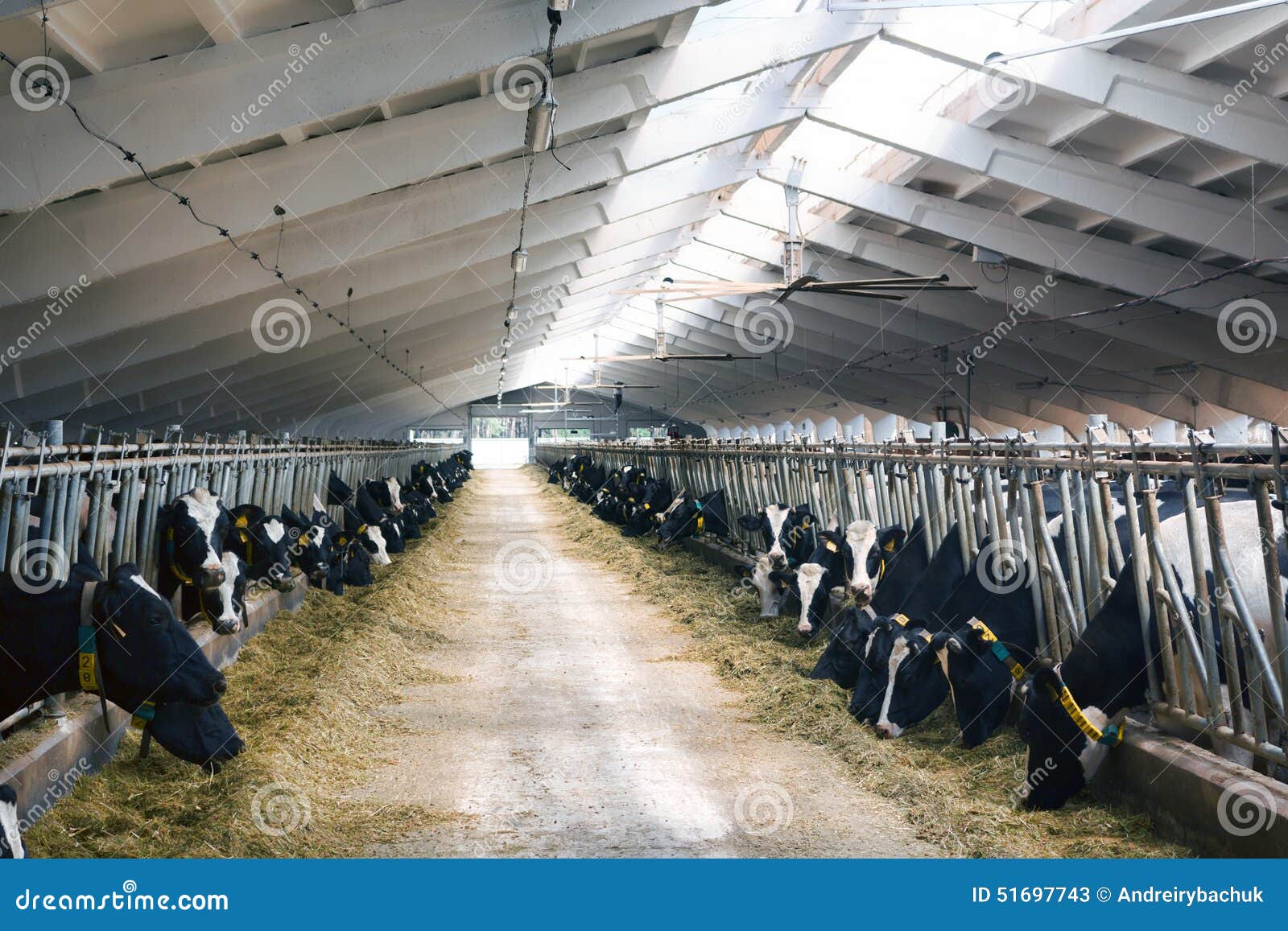 Interior of the Typical Cow Farm in Belarus. Editorial Stock Photo ...