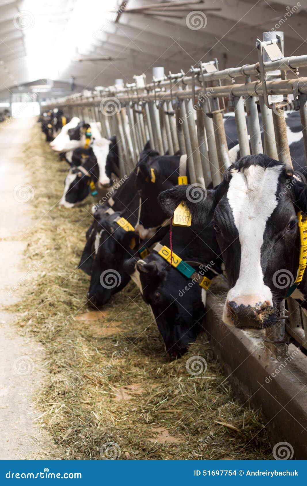 Interior of the Typical Cow Farm in Belarus. Editorial Stock Image ...