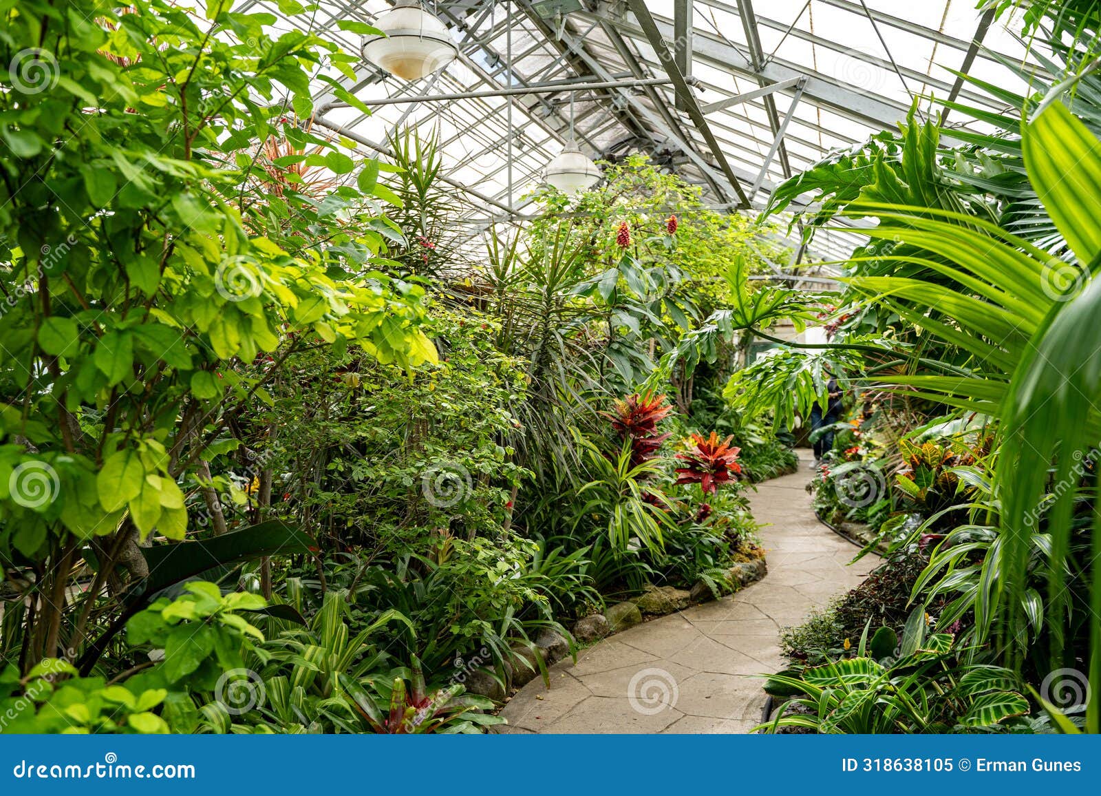 Interior View of Allan Gardens Conservatory. Plants and Flowers at ...