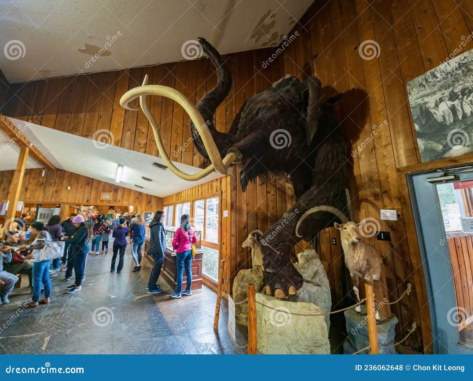 Interior View of the Inner Space Cavern Editorial Stock Photo - Image ...