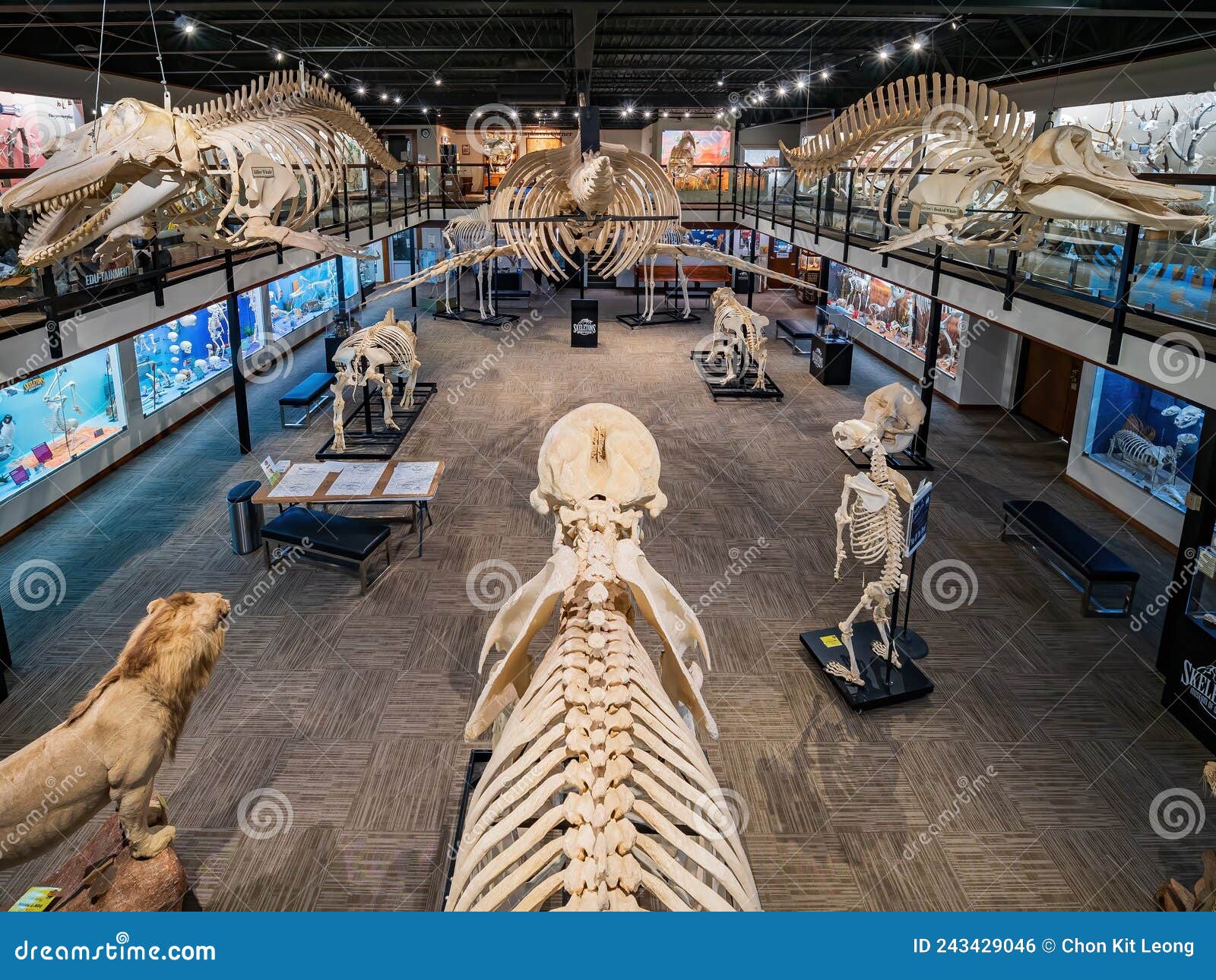 Interior View of the Museum of Osteology Editorial Photo - Image of ...