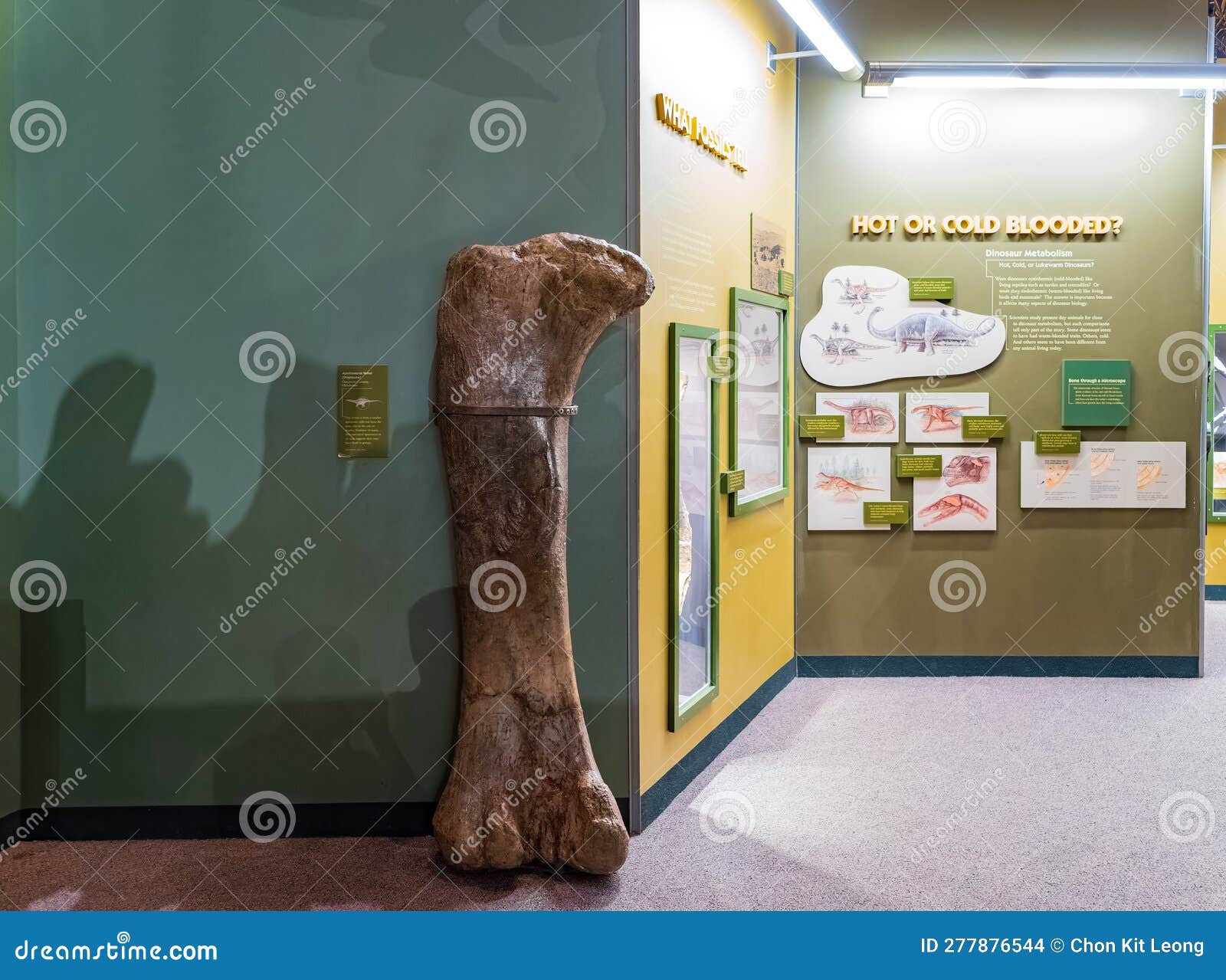 Interior View of the Sam Noble Oklahoma Museum of Natural History ...