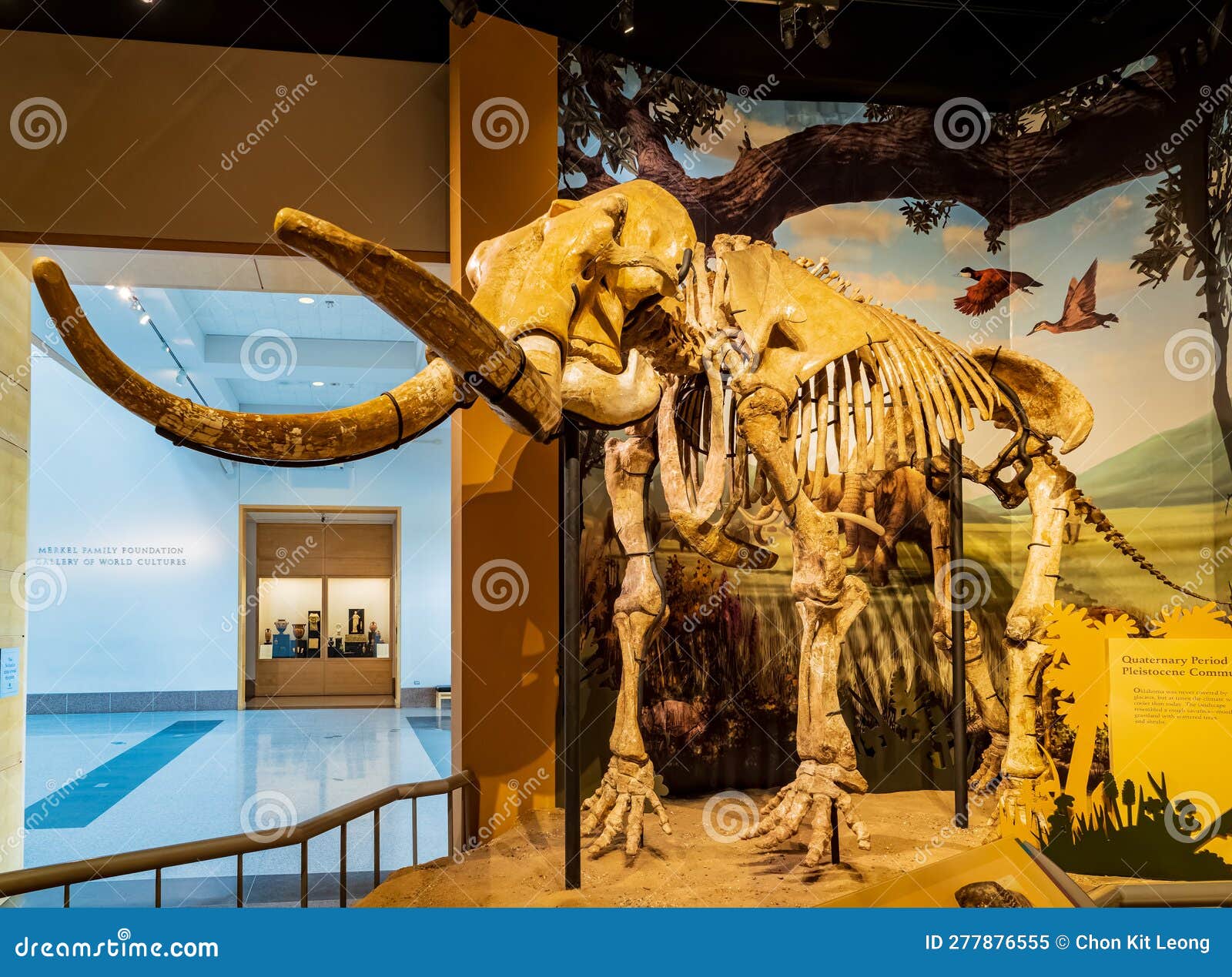Interior View of the Sam Noble Oklahoma Museum of Natural History ...