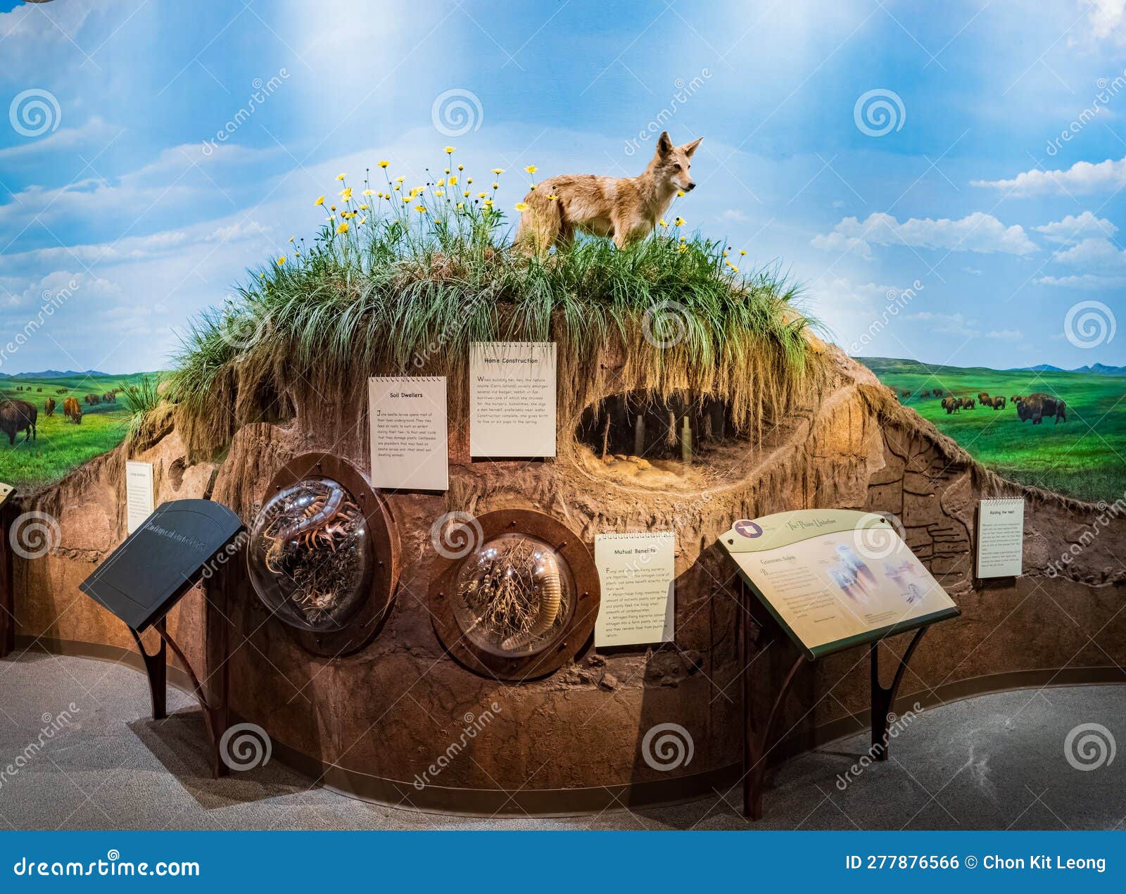 Interior View of the Sam Noble Oklahoma Museum of Natural History ...