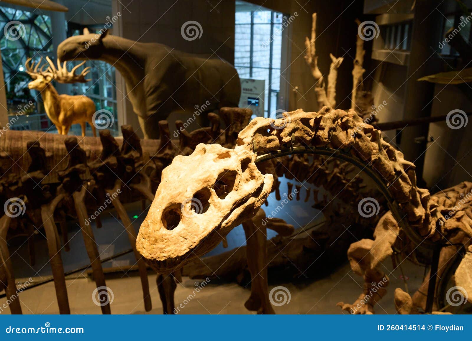 Interior View of Shanghai Natural History Museum Editorial Stock Image ...