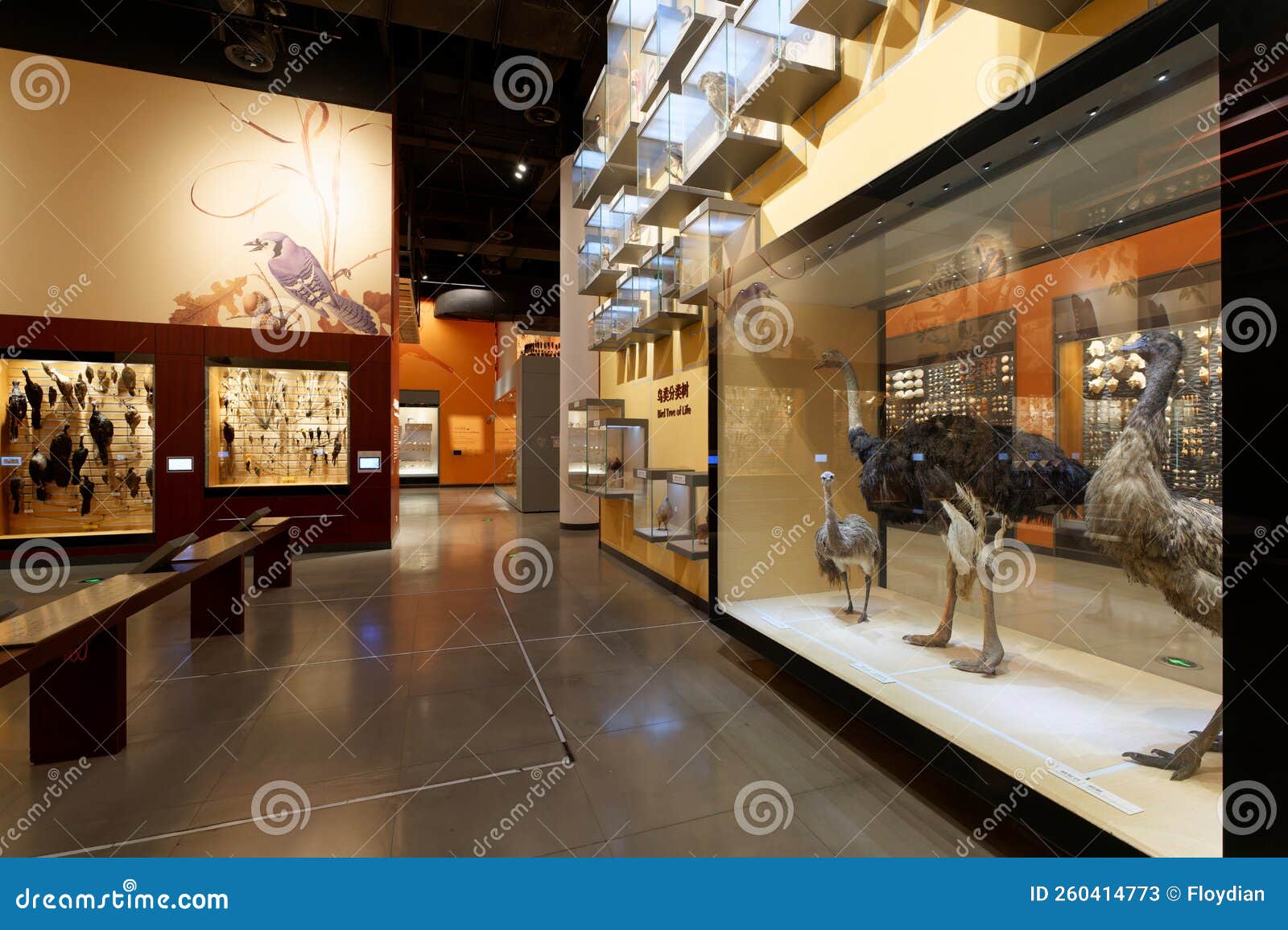 Interior View of Shanghai Natural History Museum Editorial Stock Photo ...