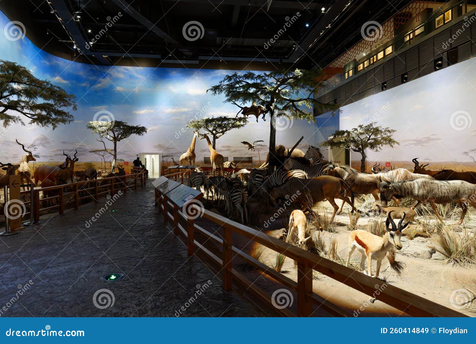 Interior View of Shanghai Natural History Museum Editorial Stock Image ...