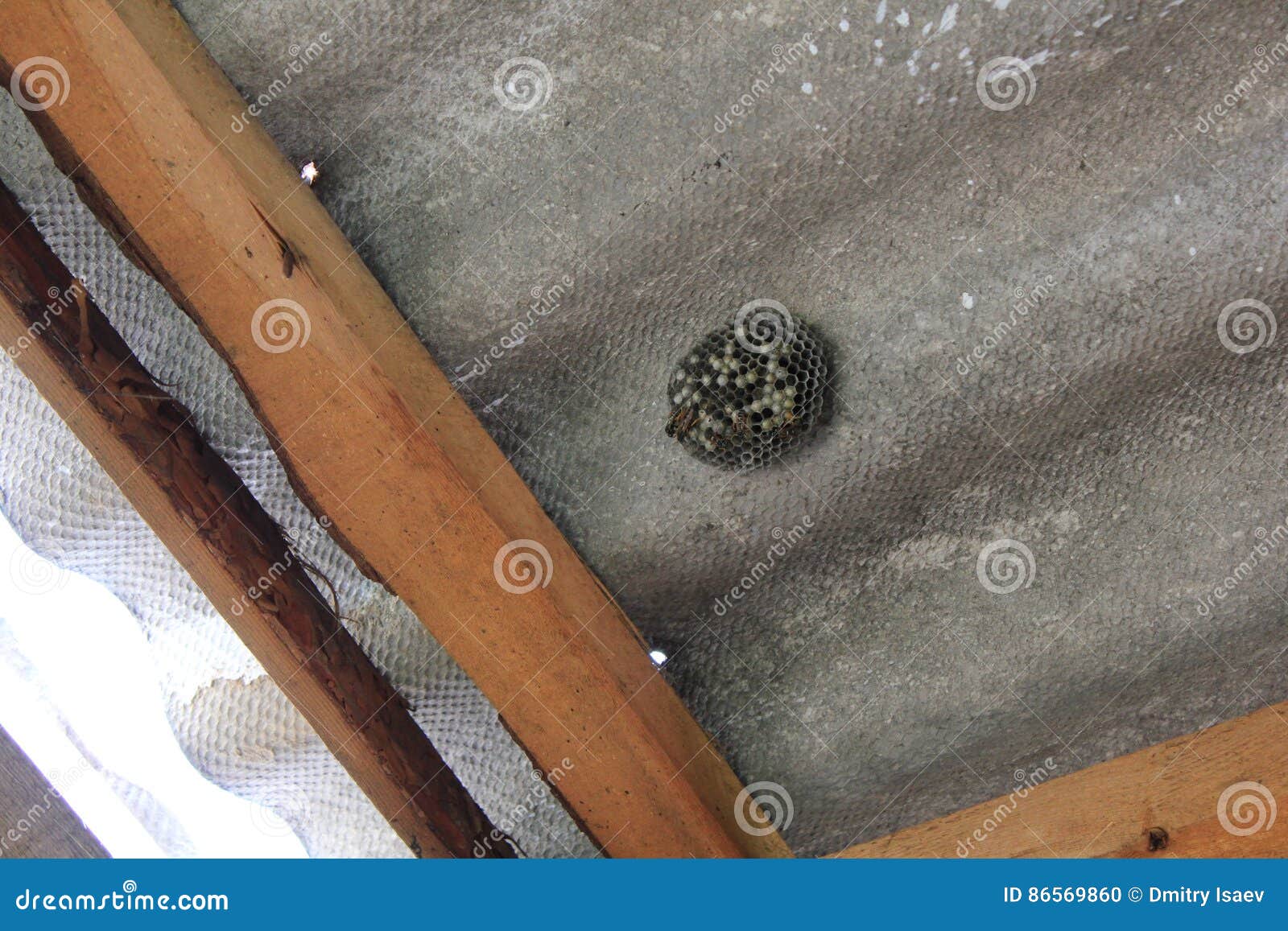 The Interior of Wasps` Nest 8211 Stock Photo - Image of round, filigree ...