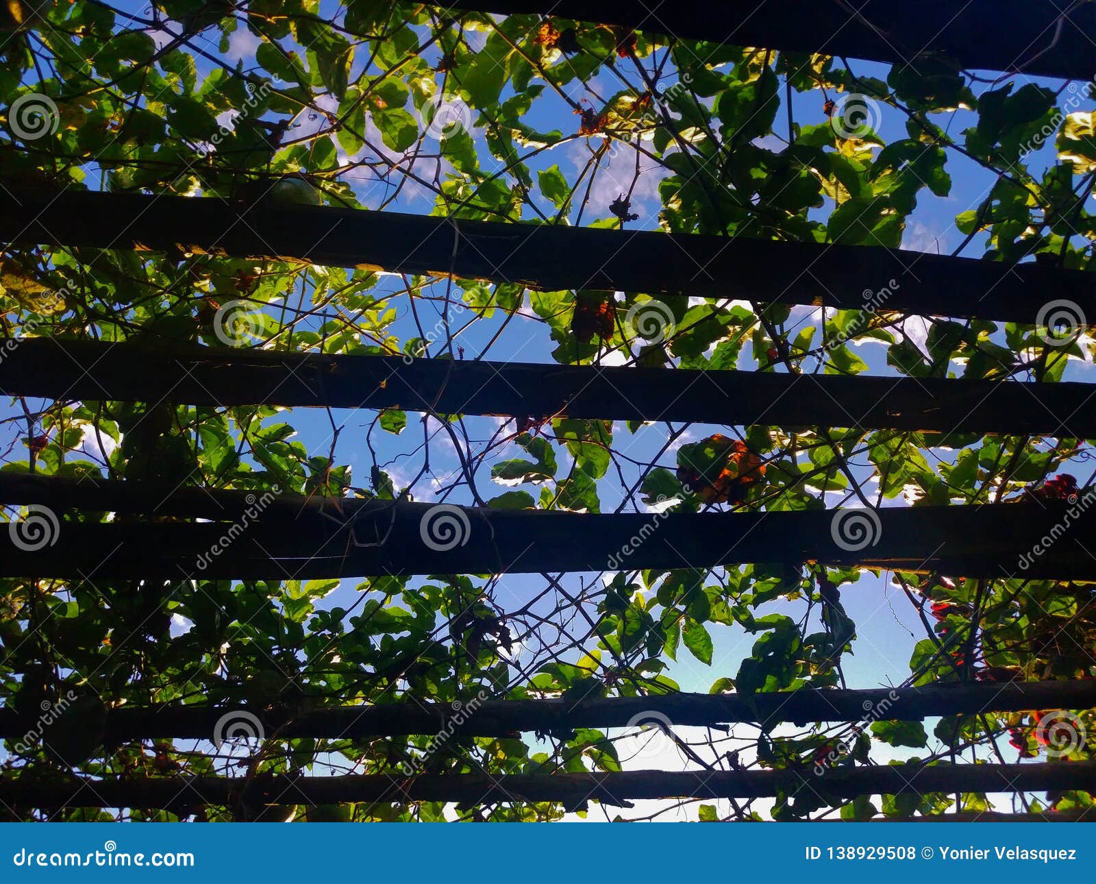 Interlaced Plants on Dry Sticks Stock Photo - Image of tree, poles ...