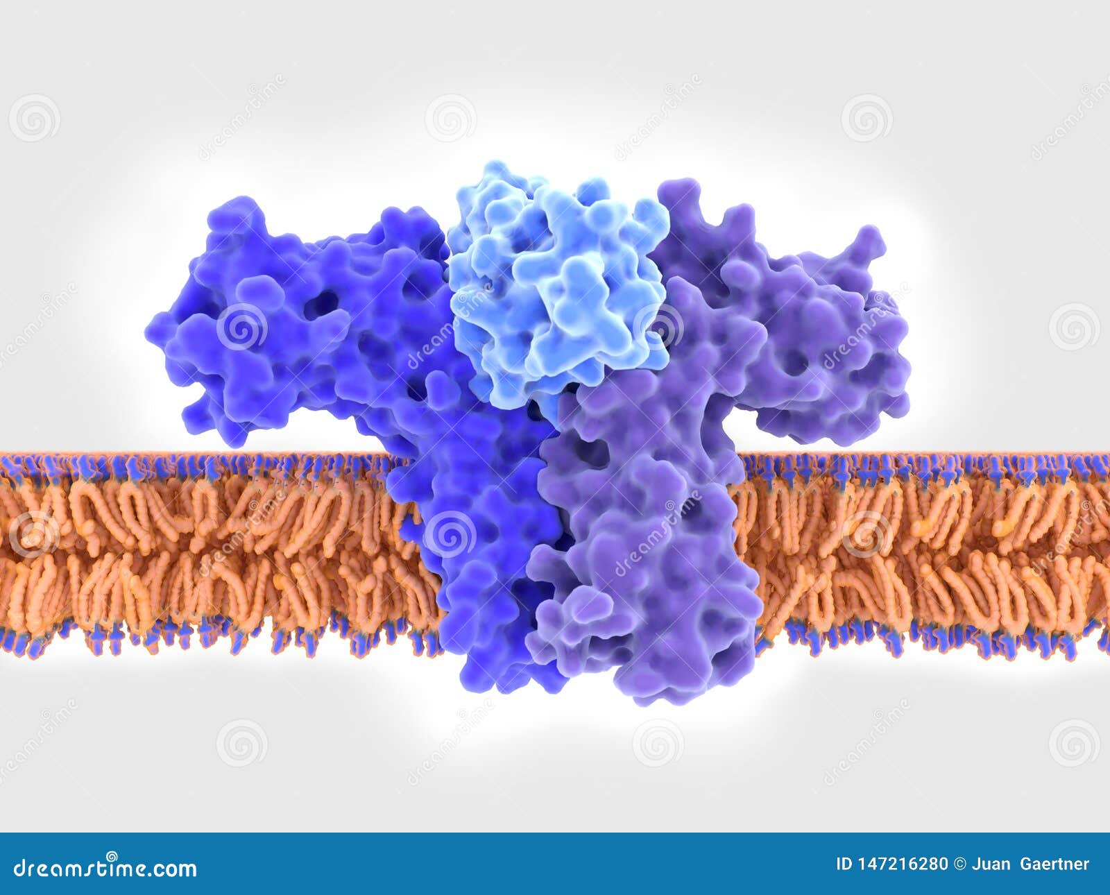 Interleukin 4 IL-4 Bound To Its Receptor Stock Illustration ...