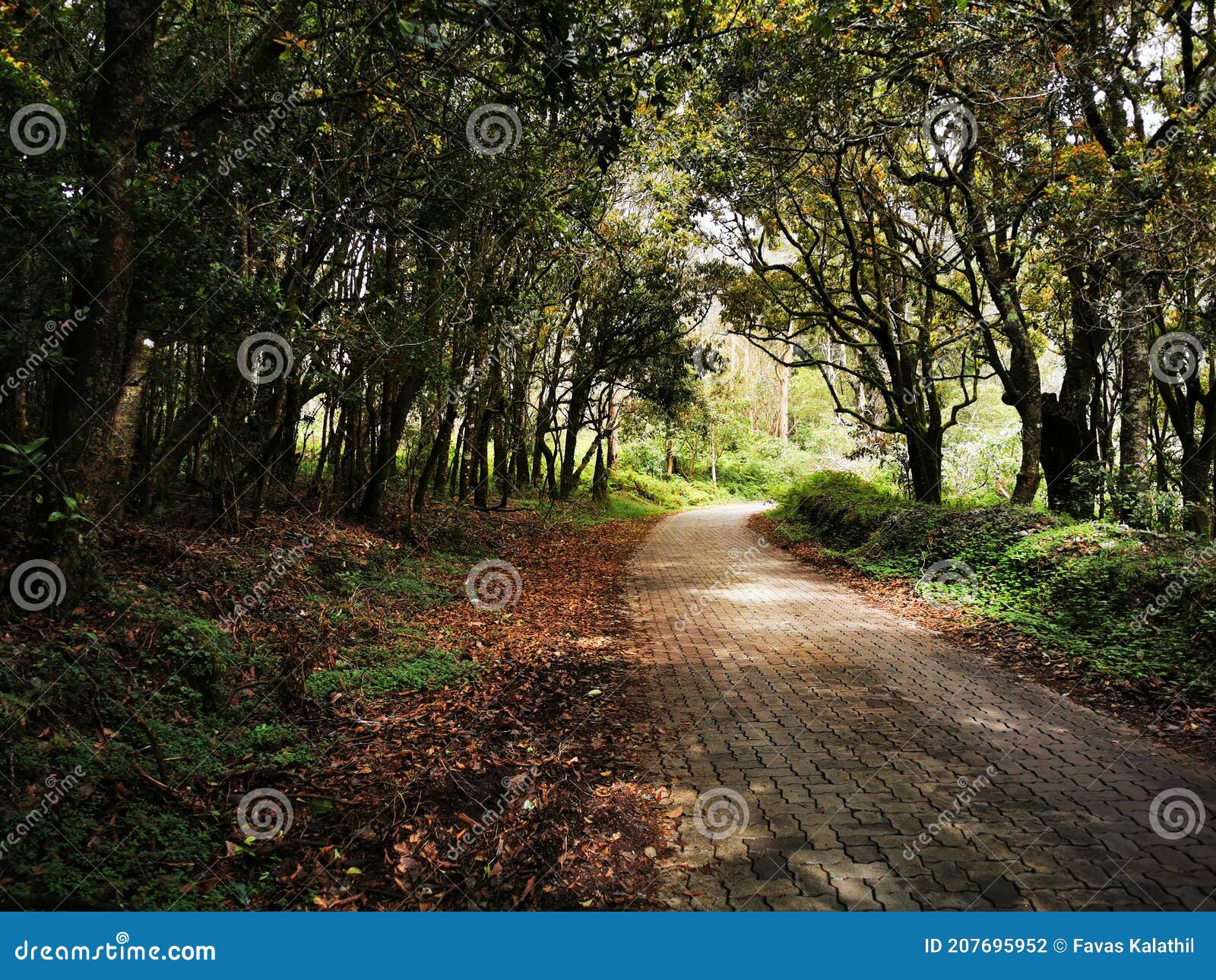 Interlock Way through Forest in Nilgiri Stock Photo - Image of ...