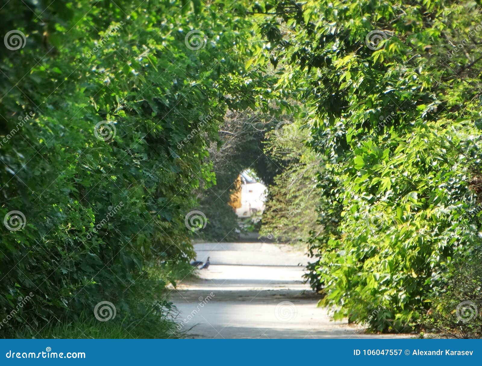 The Interlocking Crowns of the Trees Form a Tunnel Stock Image - Image ...
