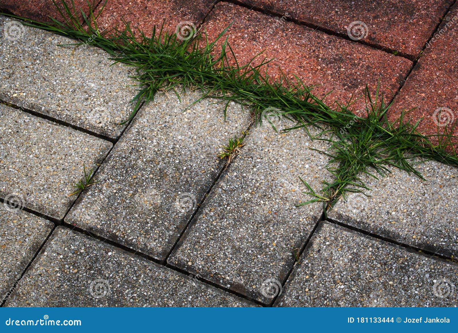 Interlocking Paving Rectangles Overgrown with Grass Stock Photo - Image ...