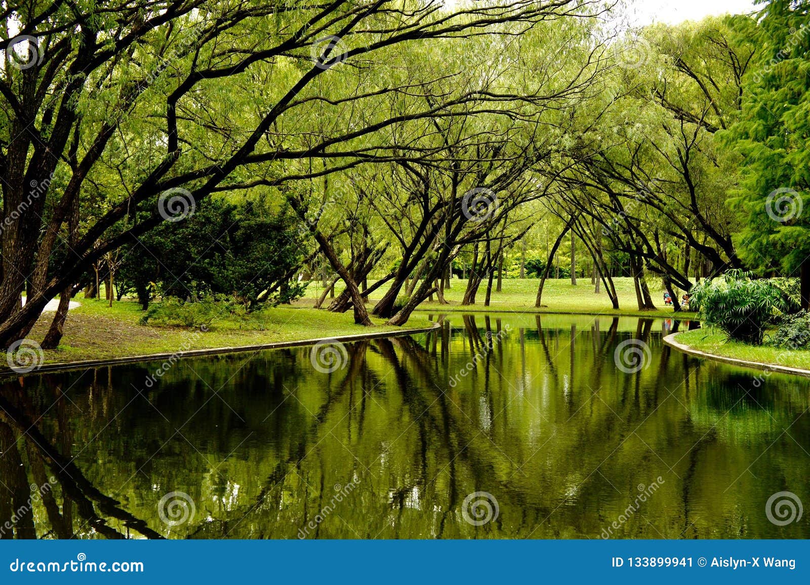 Interlocking trees stock image. Image of green, interlocking - 133899941