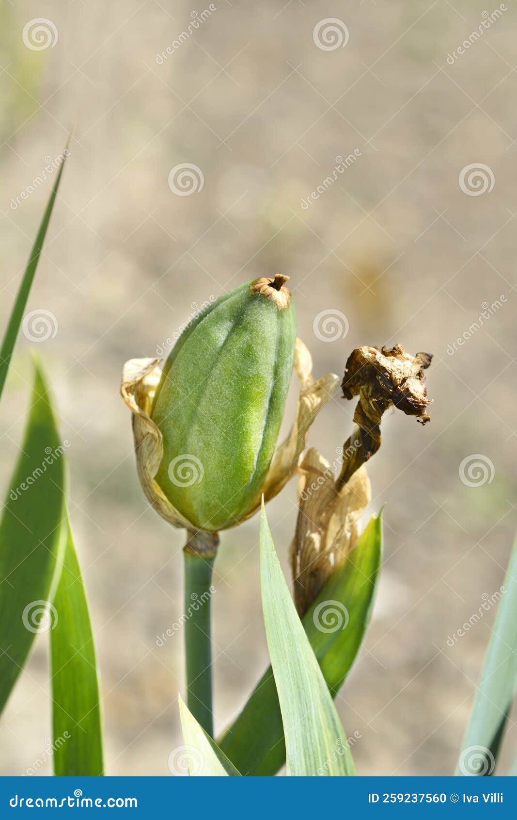 Intermediate Bearded Iris Bering Sea Stock Photo - Image of garden ...
