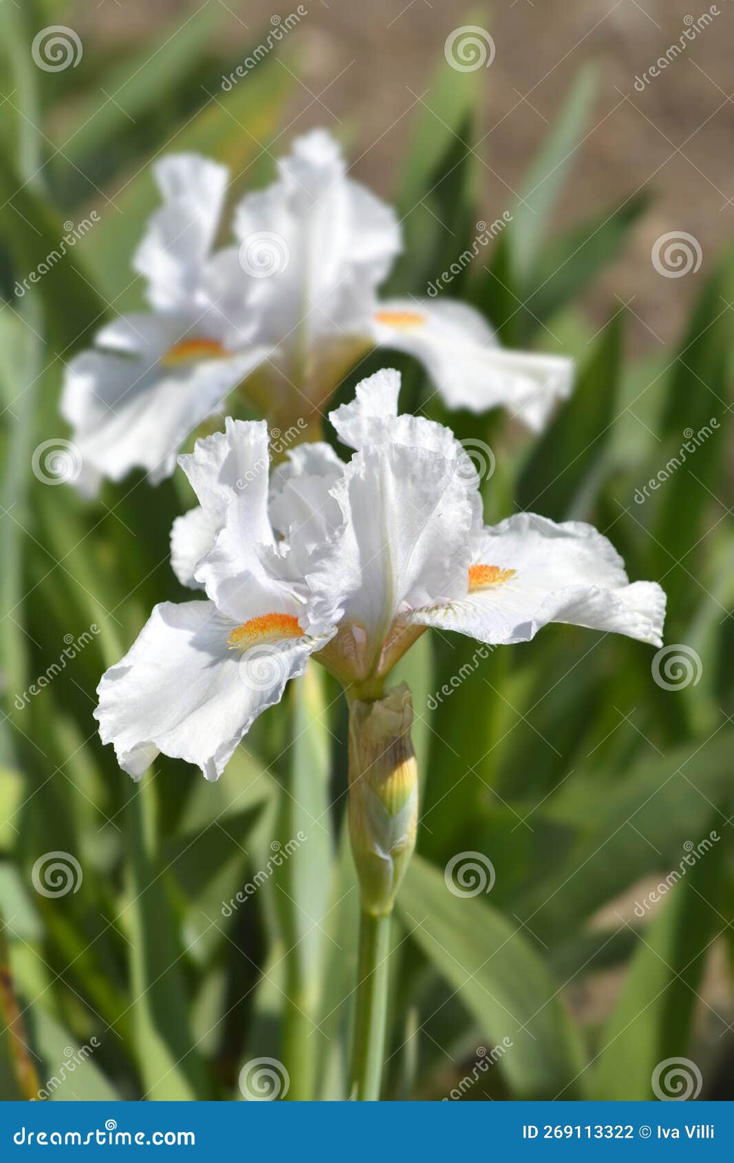 Intermediate Bearded Iris I Ll Be Back Stock Photo - Image of orange ...