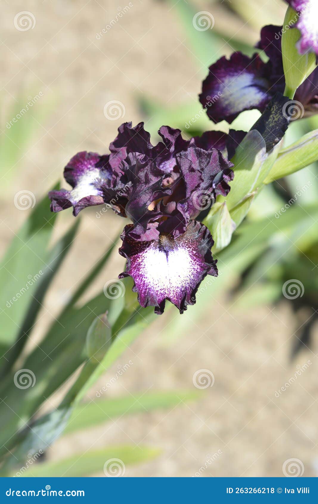 Intermediate Bearded Iris Spectator Stock Photo - Image of spring ...