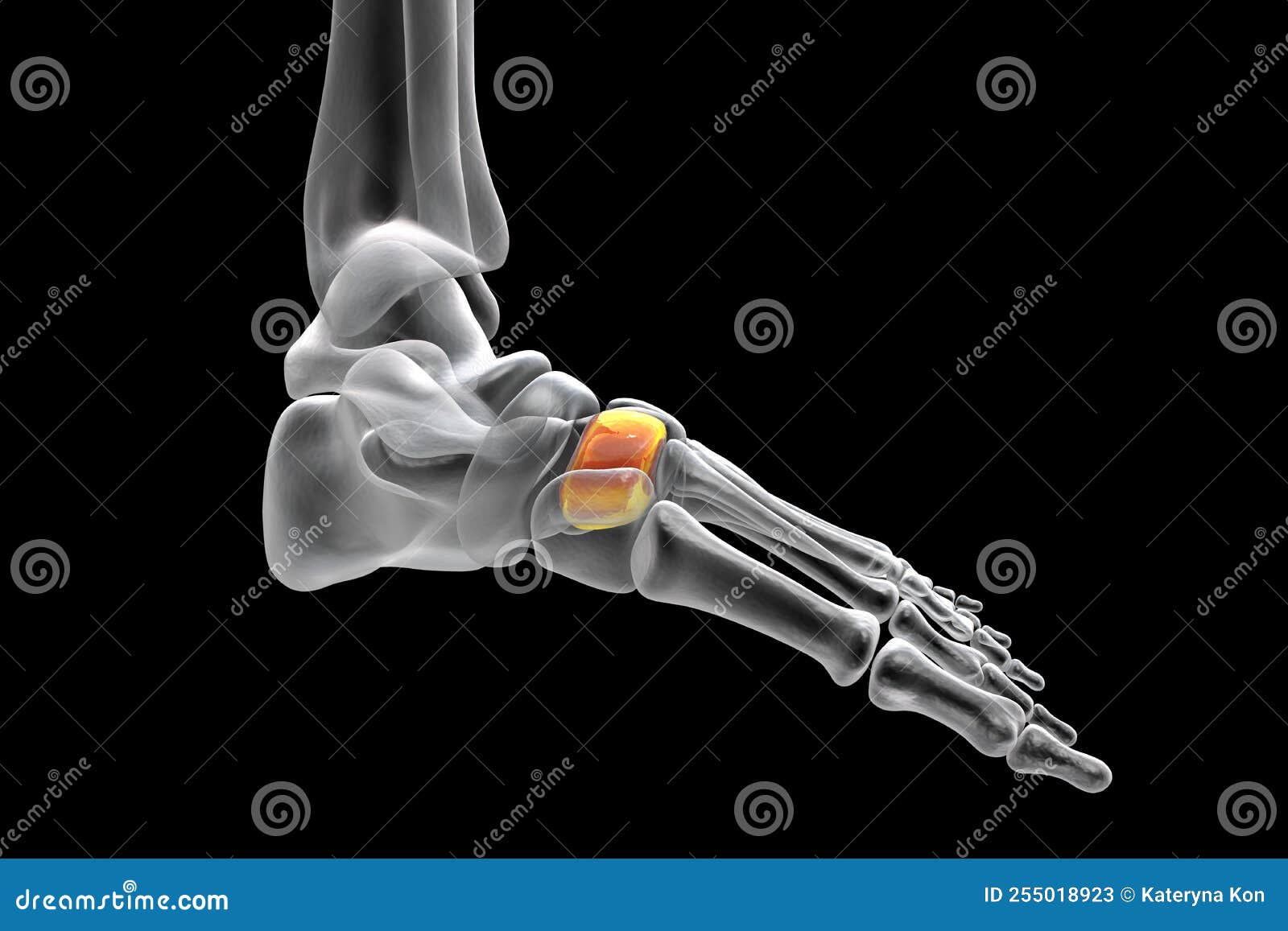 Intermediate Cuneiform Bone of the Foot, 3D Illustration Stock ...