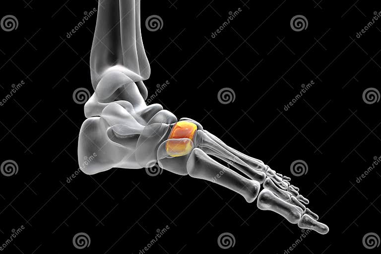Intermediate Cuneiform Bone of the Foot, 3D Illustration Stock ...