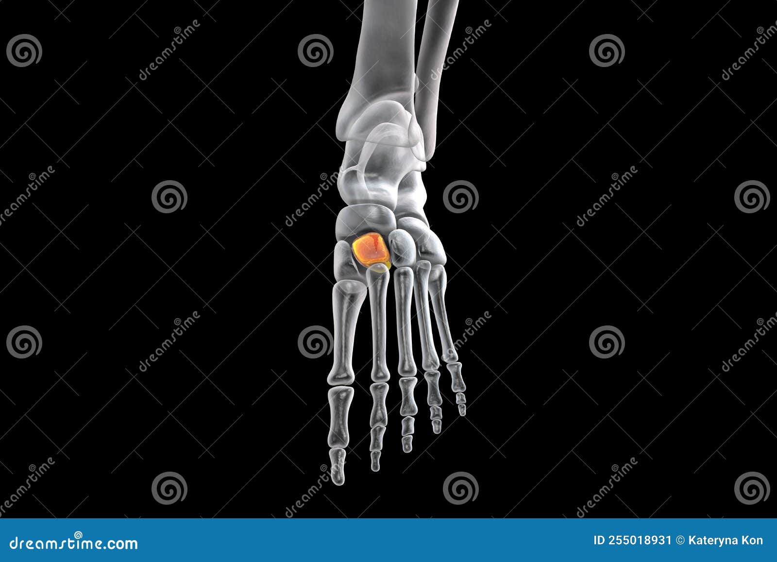 Intermediate Cuneiform Bone of the Foot, 3D Illustration Stock ...