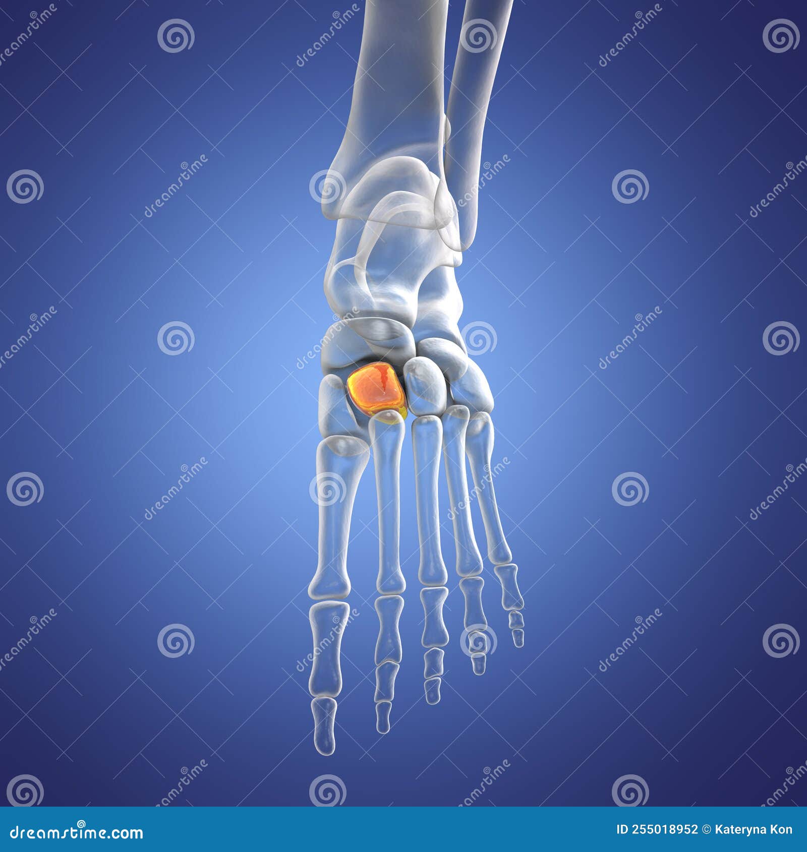 Intermediate Cuneiform Bone of the Foot, 3D Illustration Stock ...