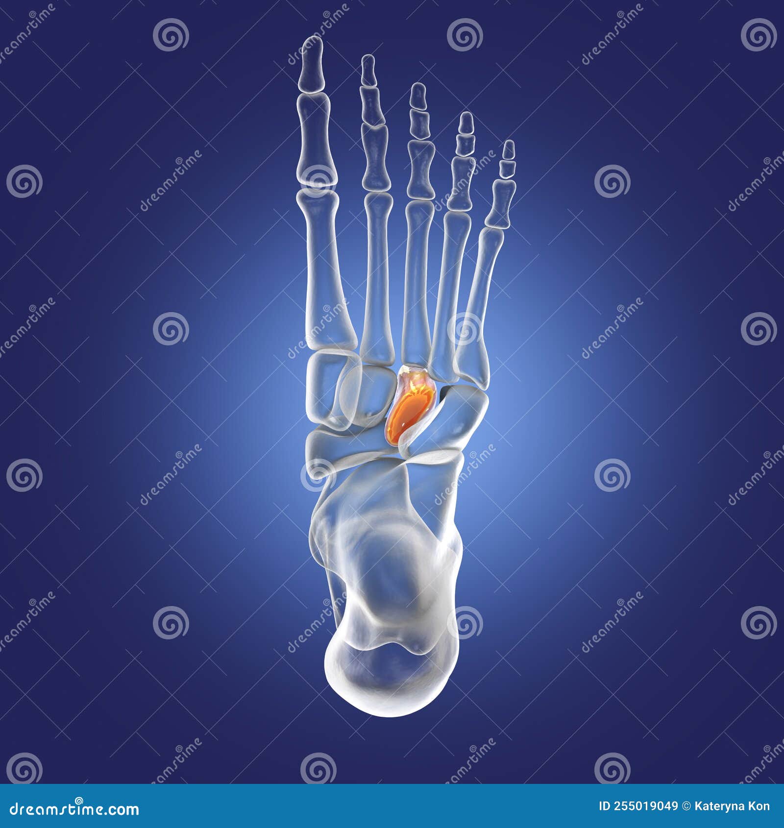 Intermediate Cuneiform Bone of the Foot, 3D Illustration Stock ...