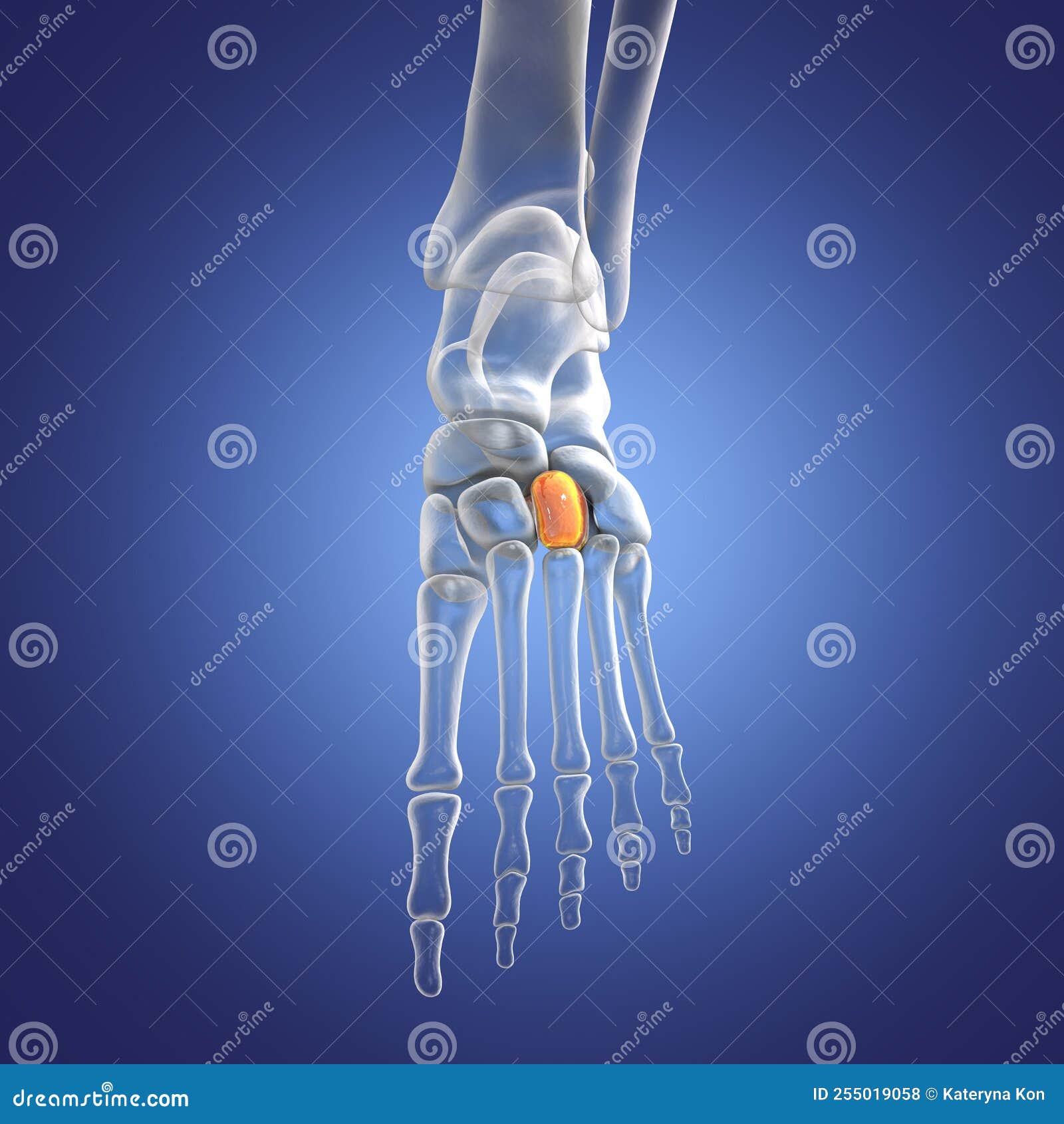 Intermediate Cuneiform Bone of the Foot, 3D Illustration Stock ...