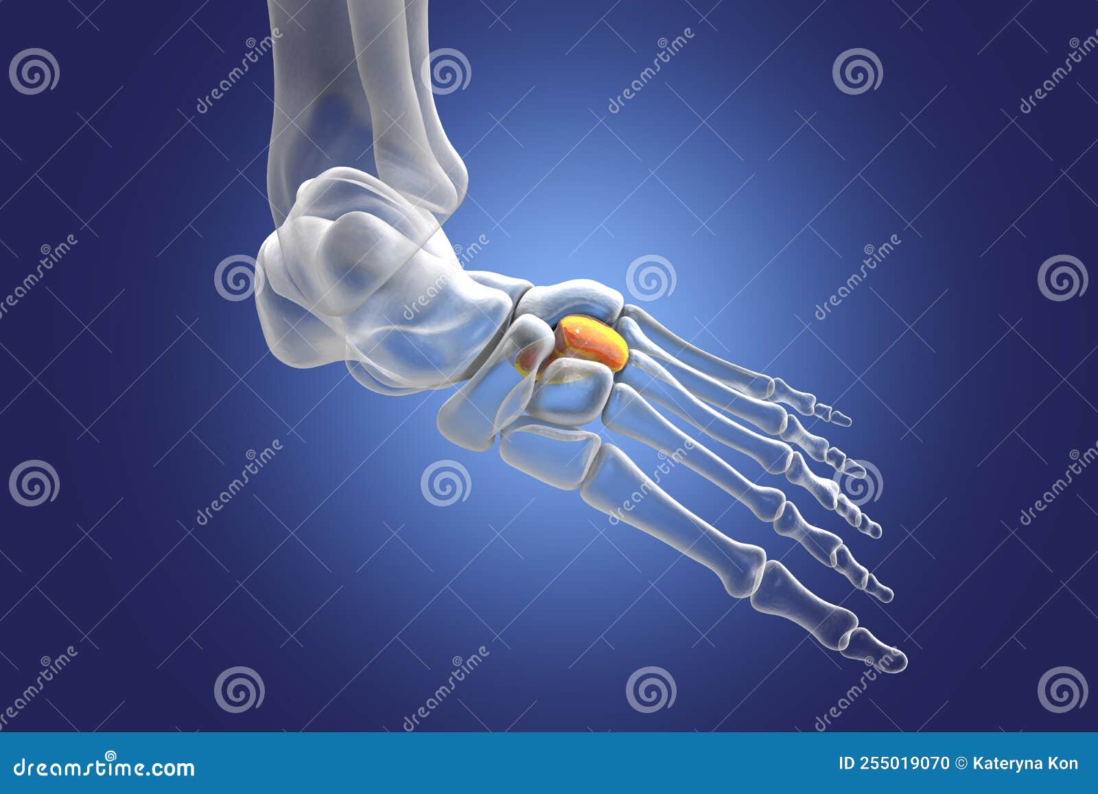 Intermediate Cuneiform Bone of the Foot, 3D Illustration Stock ...