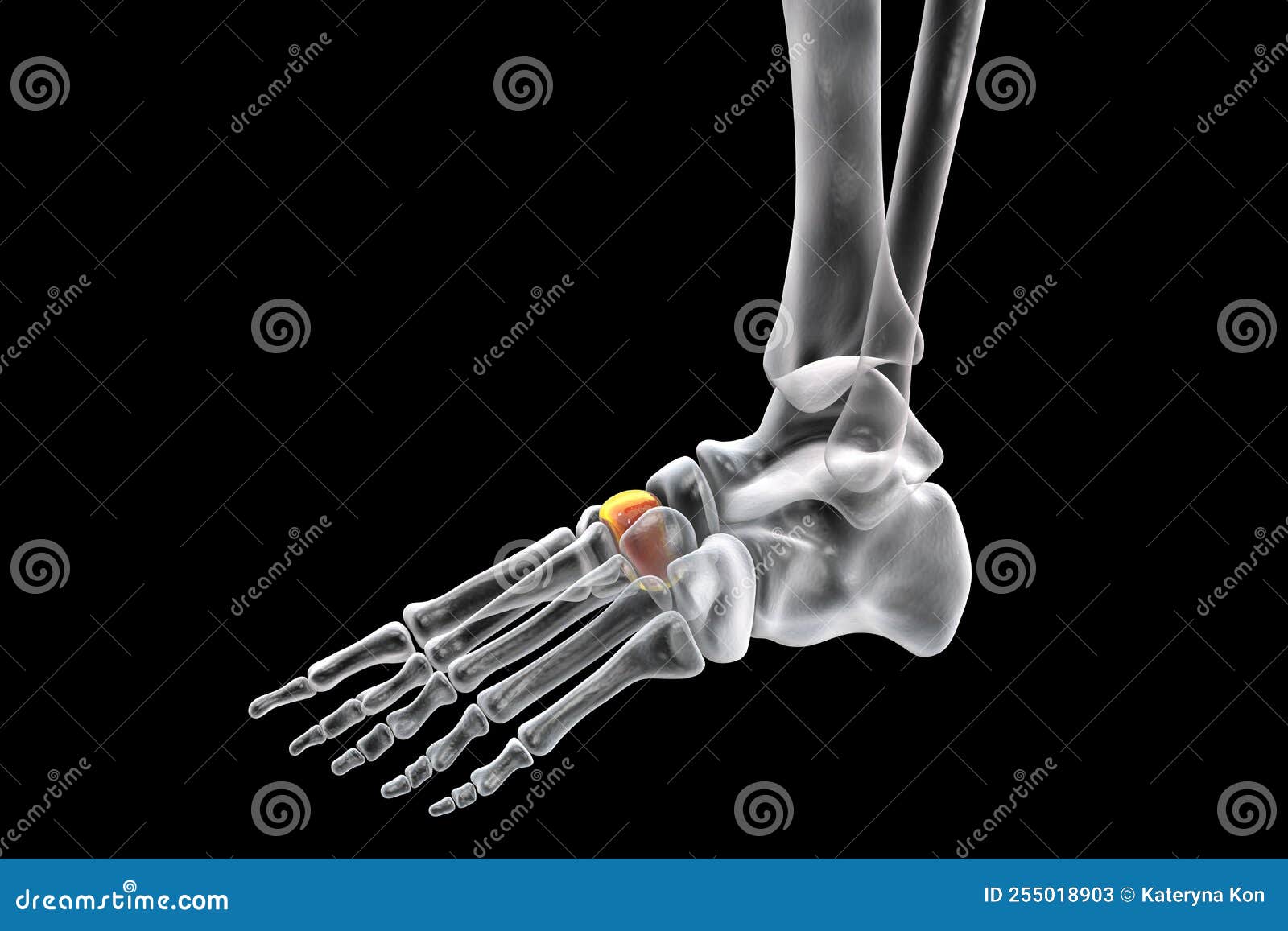 Intermediate Cuneiform Bone of the Foot, 3D Illustration Stock ...