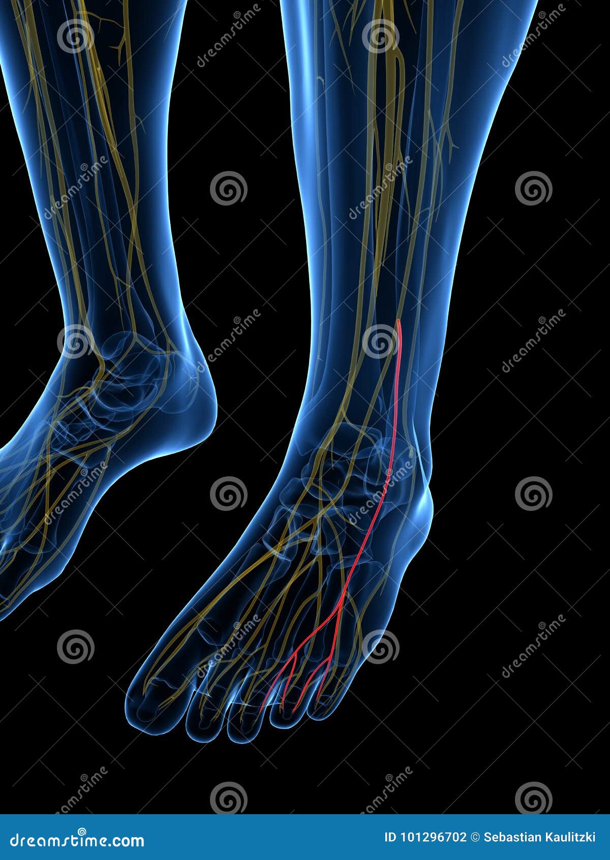 The Intermediate Dorsal Cutaneous Nerve Stock Illustration ...