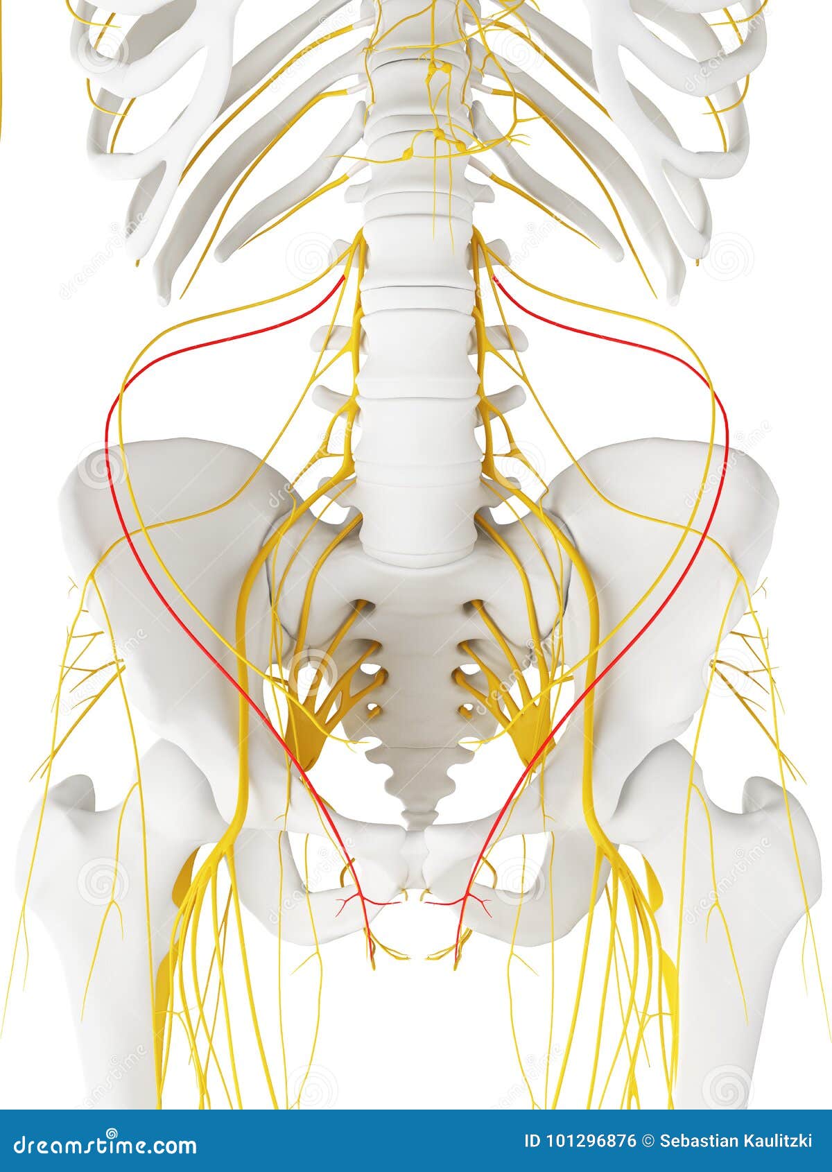 The Intermediate Dorsal Cutaneous Nerve Stock Illustration ...