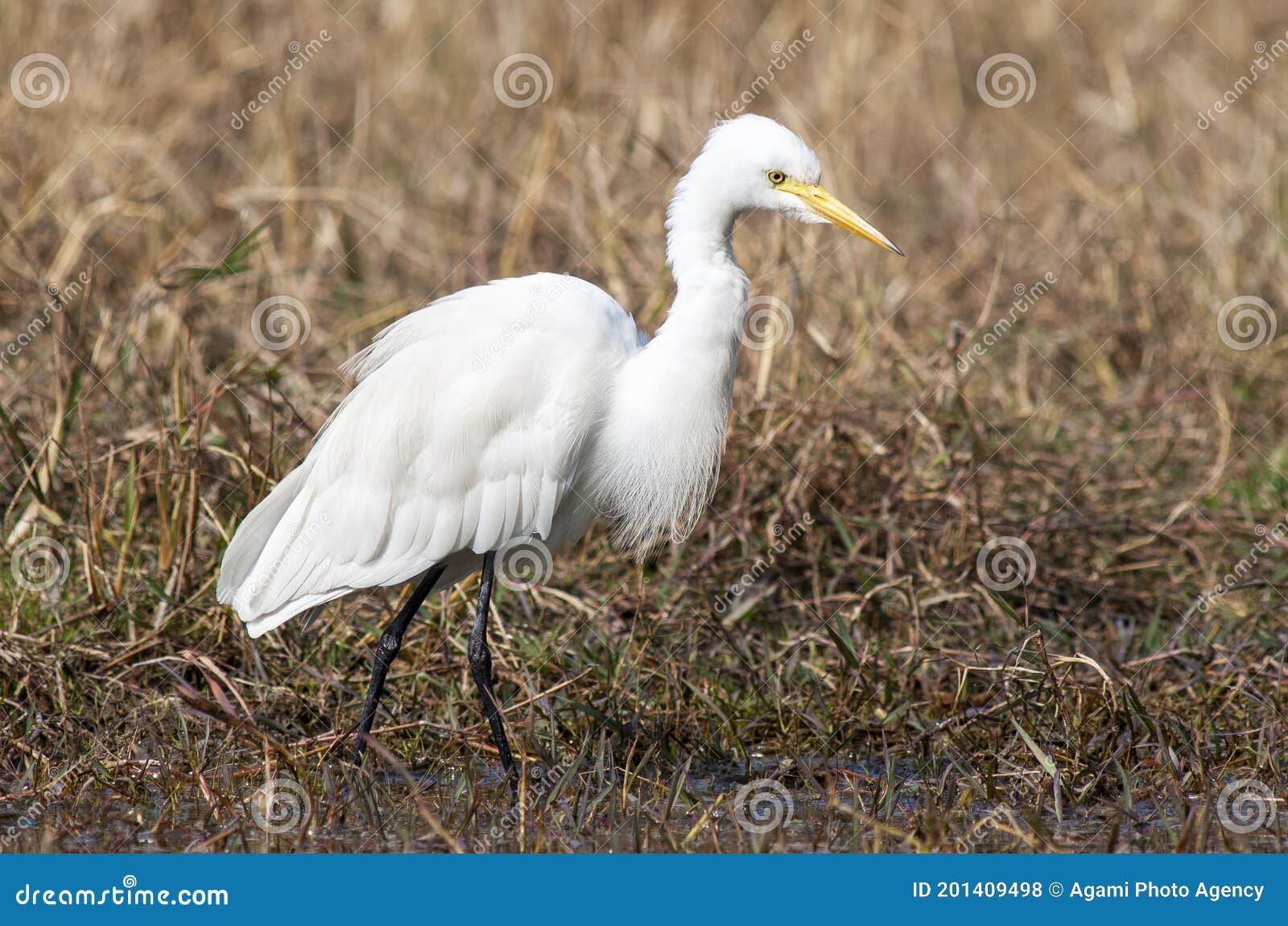 Intermediate Egret, Ardea Intermedia Intermedia Stock Photo - Image of ...