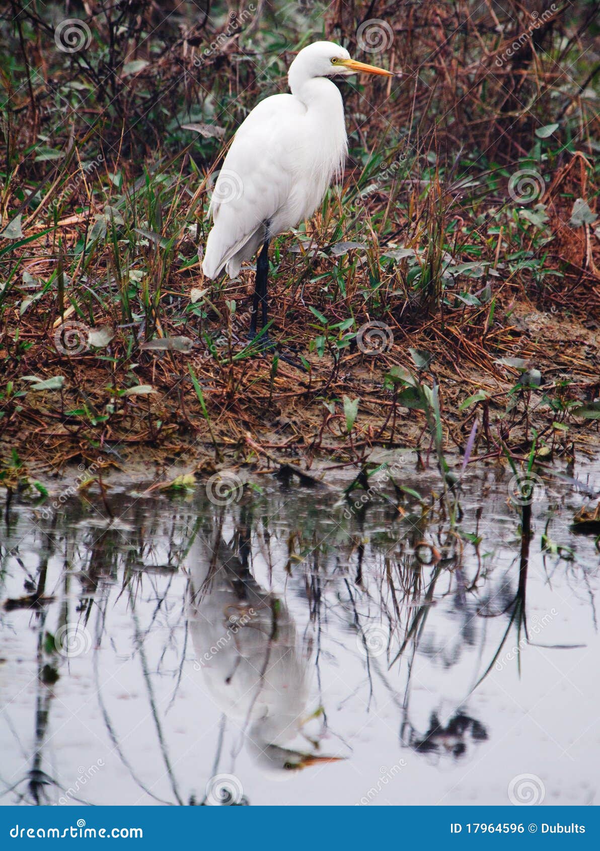 Intermediate Egret Egretta Intermedia Stock Photo - Image of aves ...