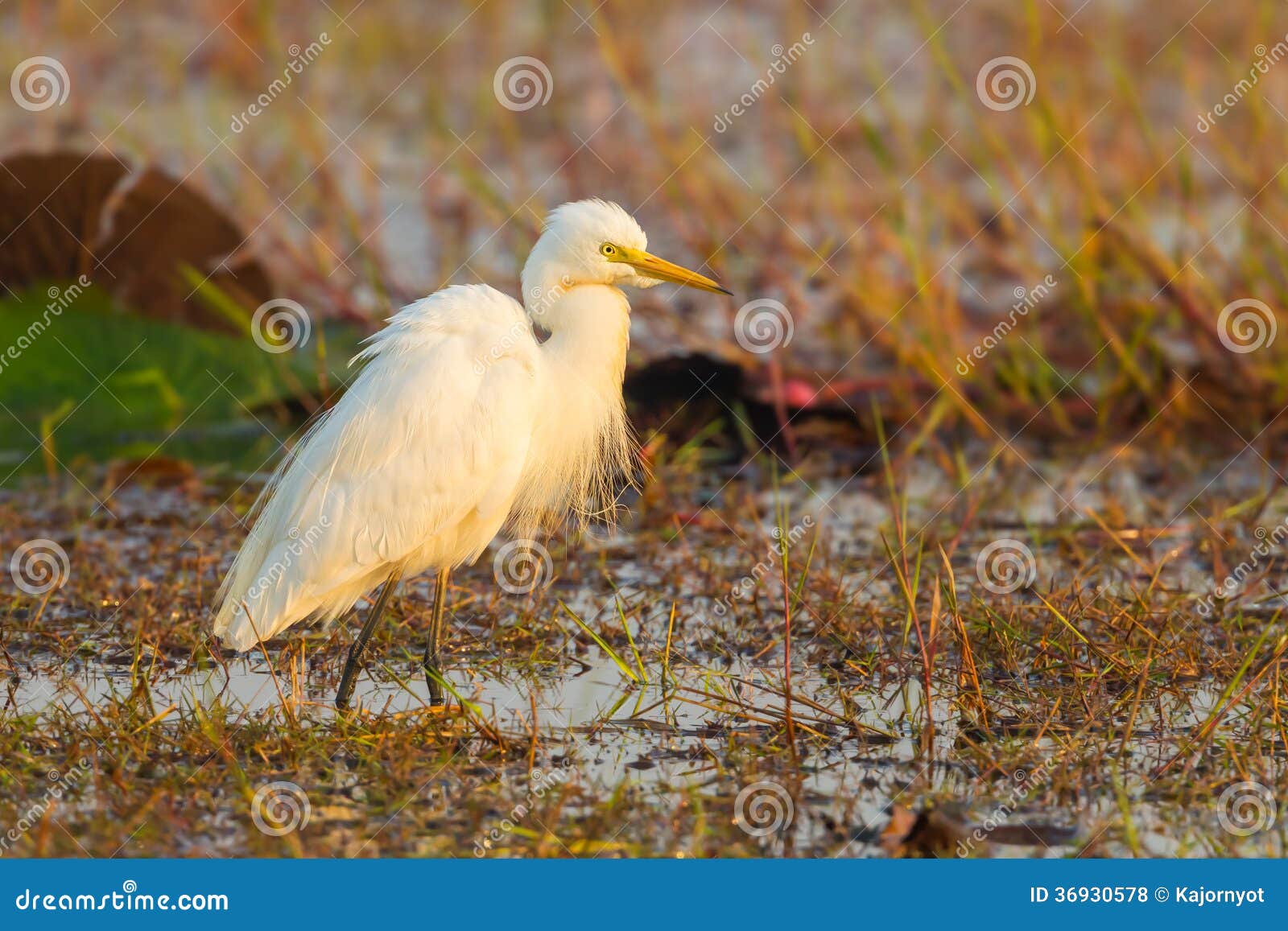 Intermediate Egret stock photo. Image of light, egret - 36930578